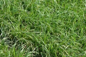 Italiaans raaigras - Agricamp